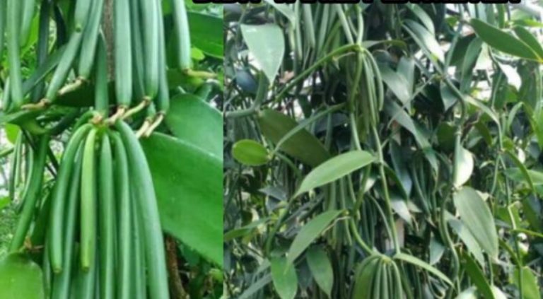 Harga Bibit Tanaman Vanili dan hal Penting Sebelum Beli - pangkalan jaya